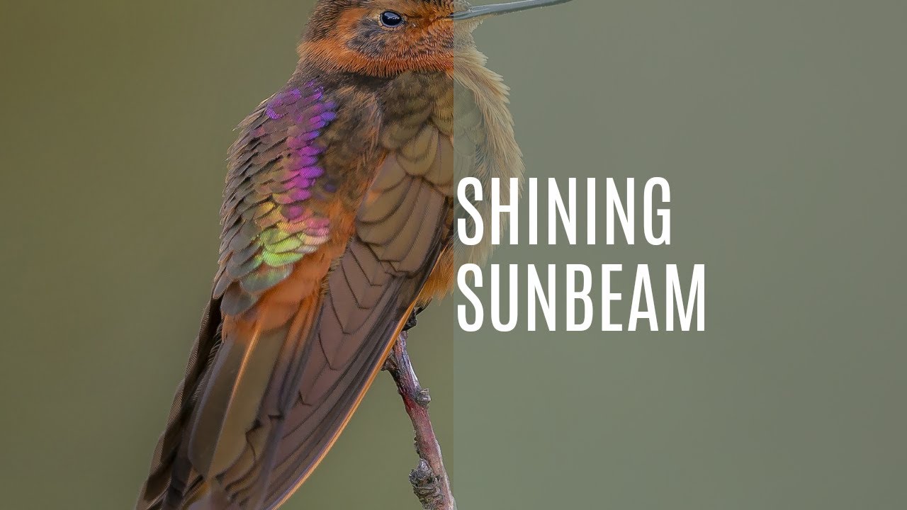 Shining Sunbeam (Aglaeactis Cupripennis) - YouTube