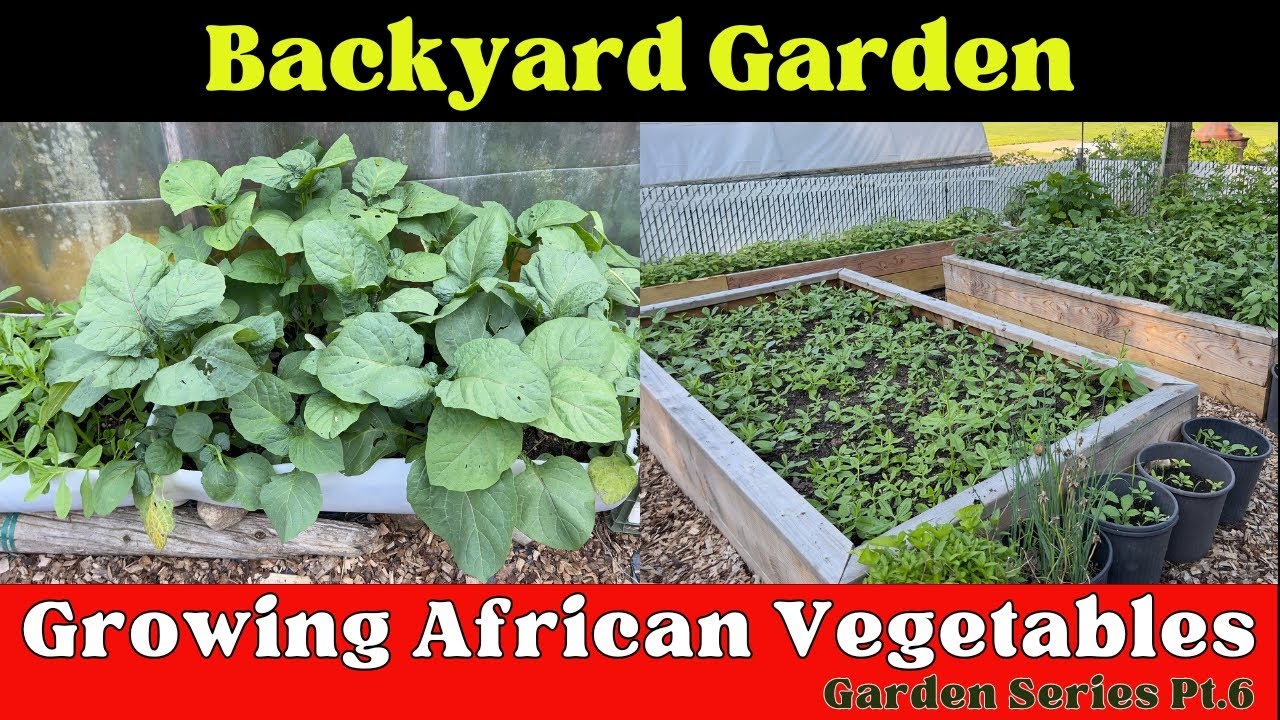 Growing Fruits and Vegetable in the Backyard Garden Series Pt 6 ...