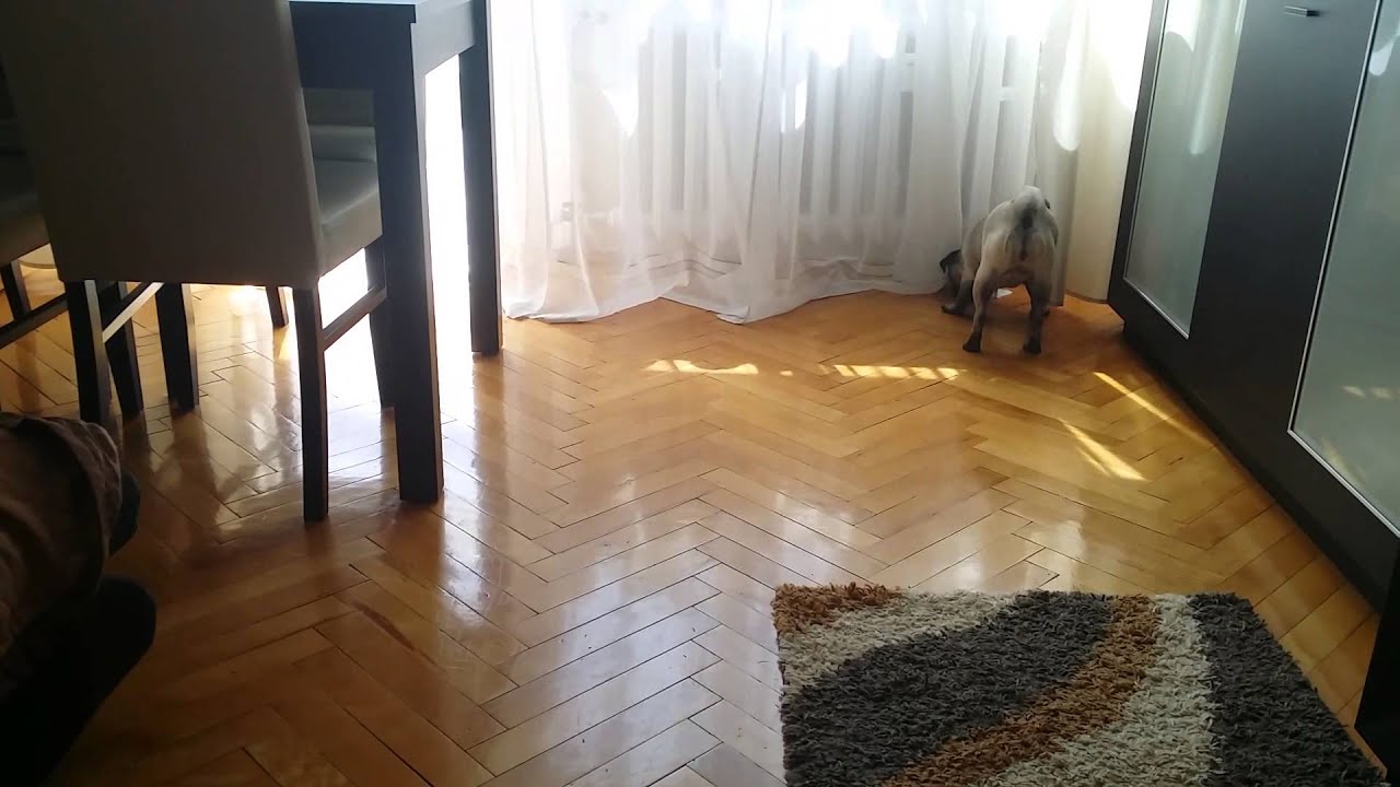 MOPS i BALON - PUG and BALOON - YouTube