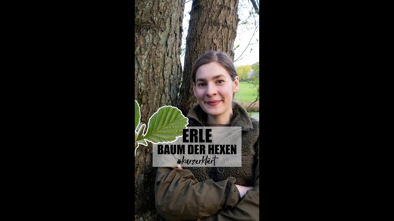 Erle | Baum der Hexen #wald #short - YouTube