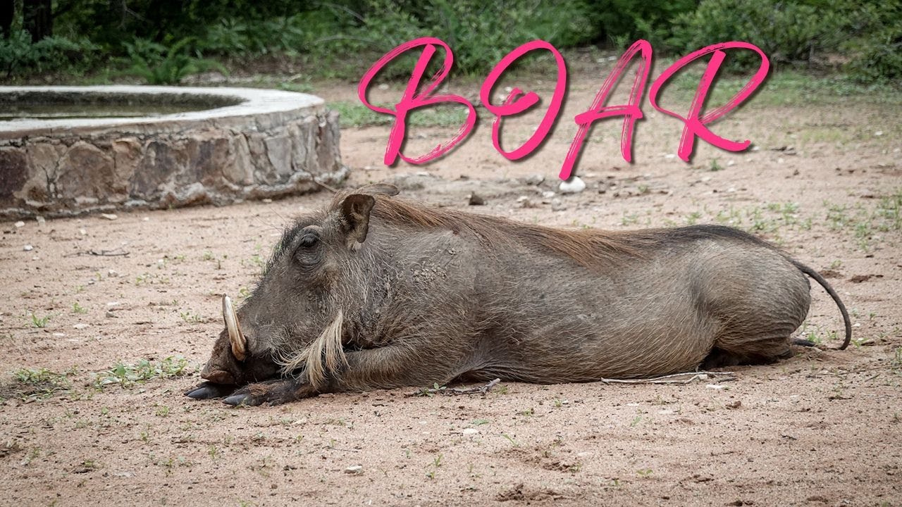 Wild Boar Sounds & Calls - YouTube