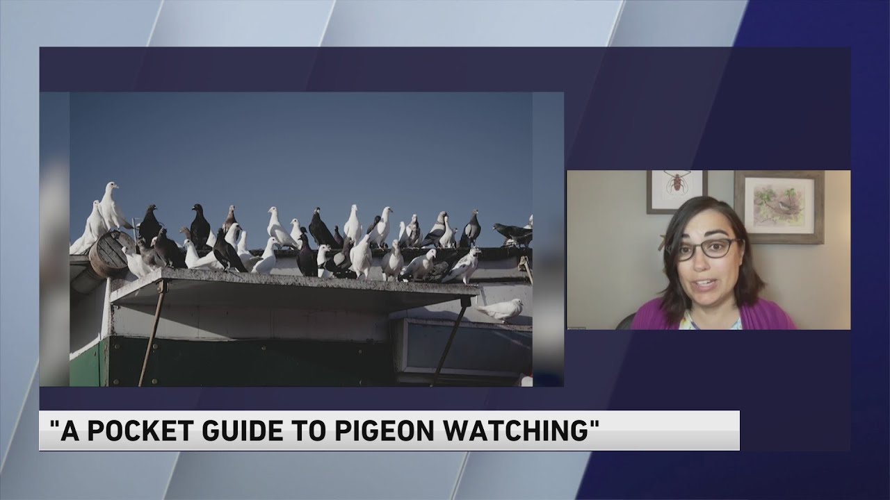 'A Pocket Guide to Pigeon Watching: Getting to Know the World's Most ...