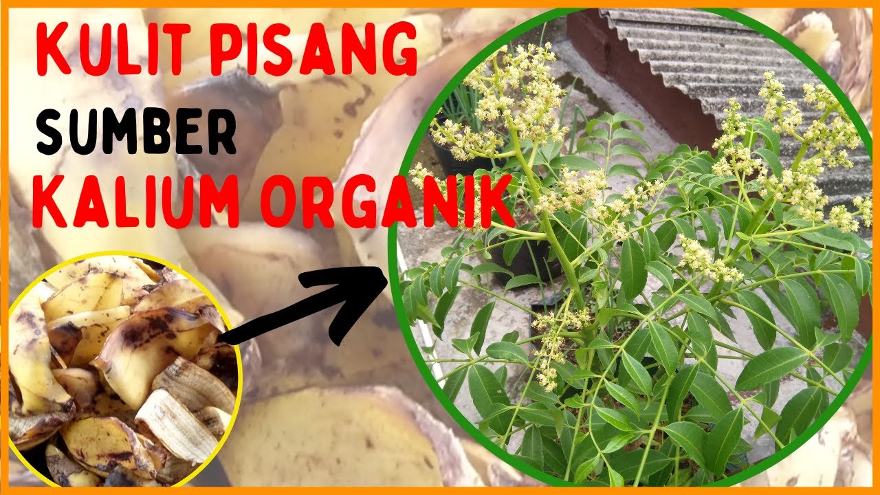 Membuat Pupuk Organik Cair Dari Kulit Pisang Yang Kaya Unsur Kalium ...
