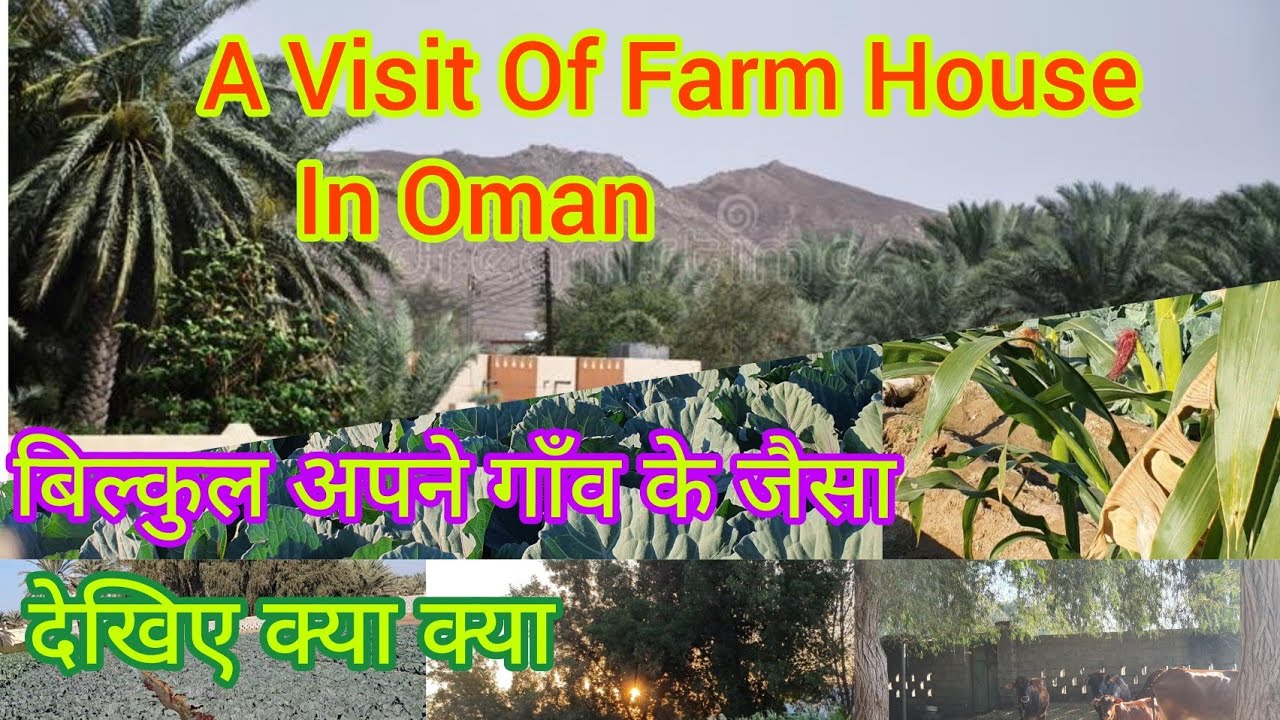 A Farm House Visit In Oman With Vegetables ,Fruits And Flowering Plants ...