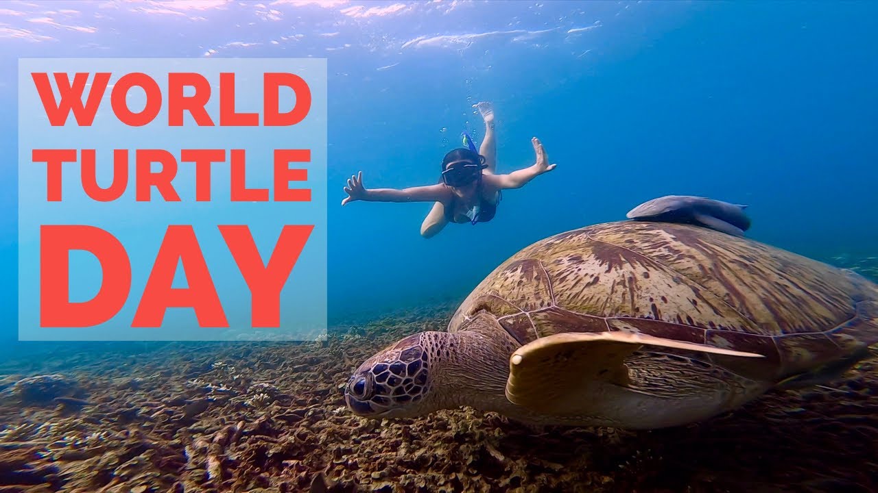 Freediving with Marine Turtles on World Turtle Day - YouTube