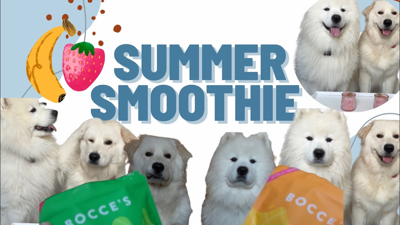 Delicious Summer Frozen Smoothie for Dogs - YouTube