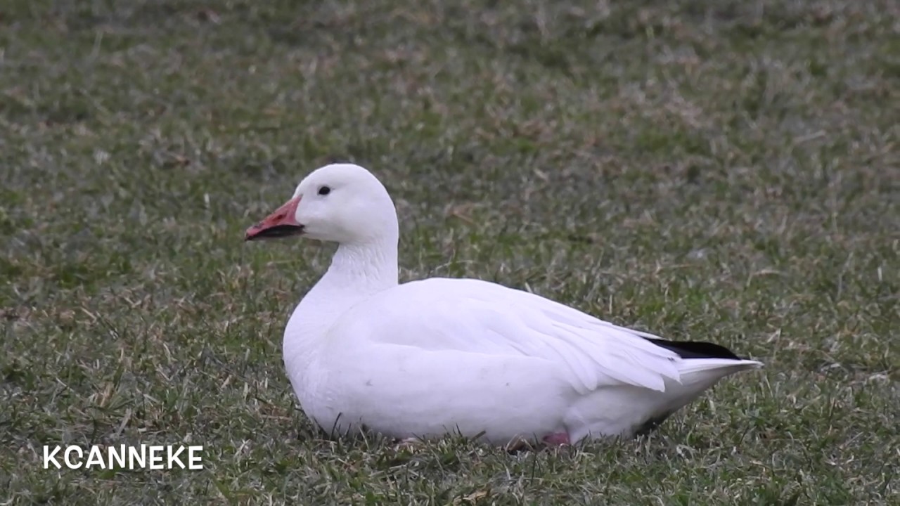 Sneeuwgans 1-2017 - YouTube