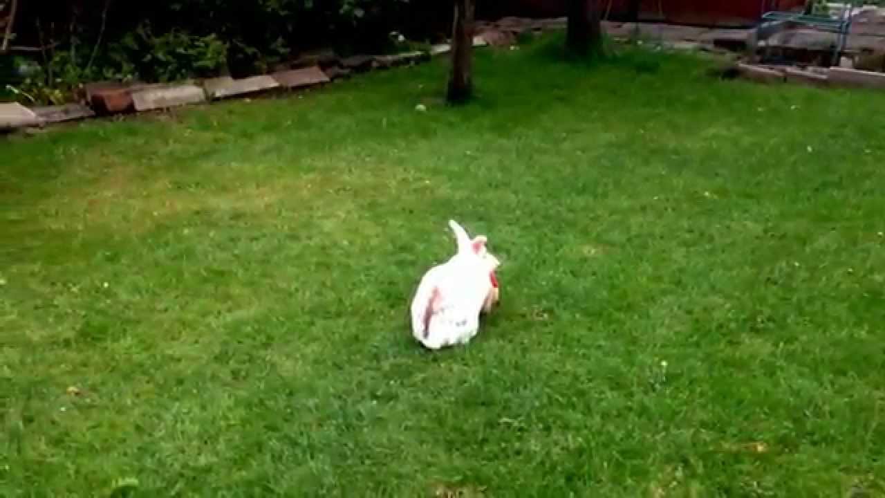 SLOW MOTION RABBIT HOPPING - YouTube