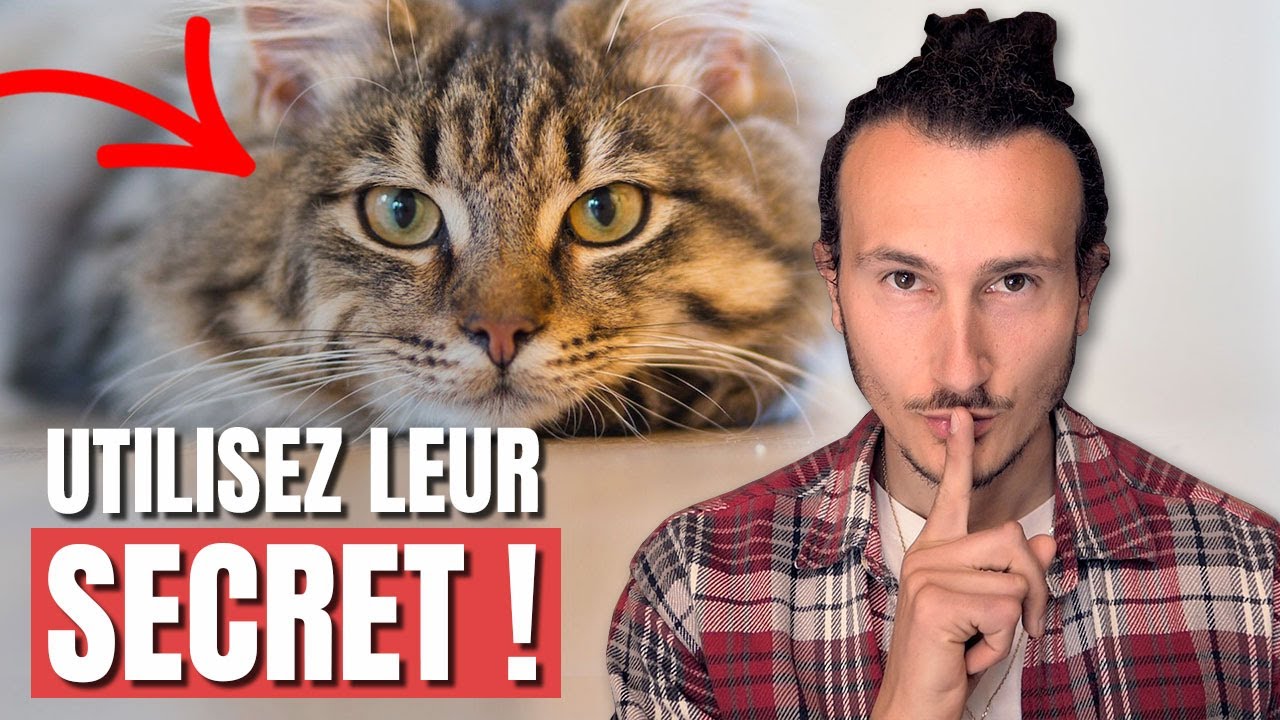 Appliquez ce Secret des Chats pour Guérir Instantanément 🐱 - YouTube