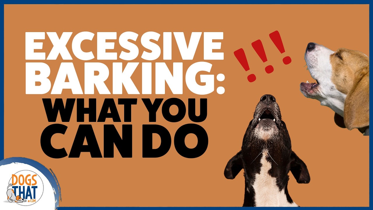 Why Your Dog Might Be Barking Excessively And What You Can Do To Help ...