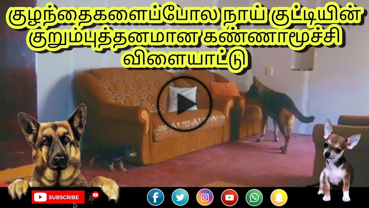 Puppy is playing hide and seek game - YouTube