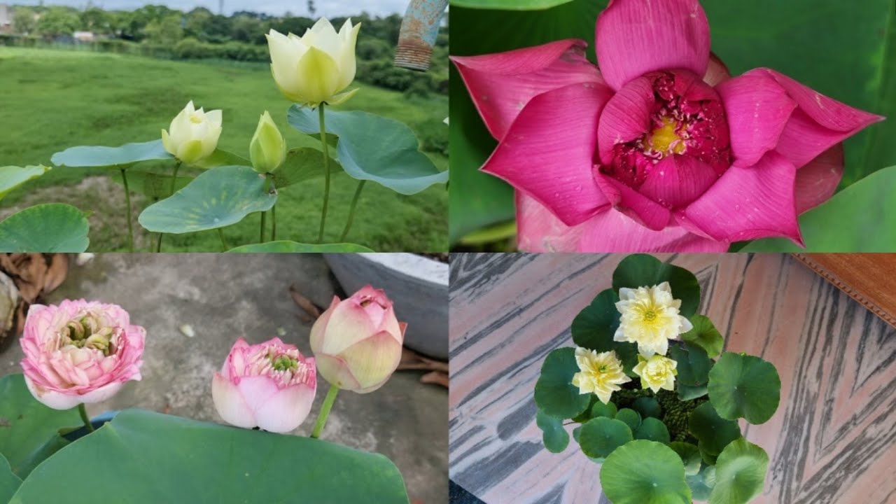 How to grow lotus plant at home | harvesting lotus tuber 🪷🪷 - YouTube