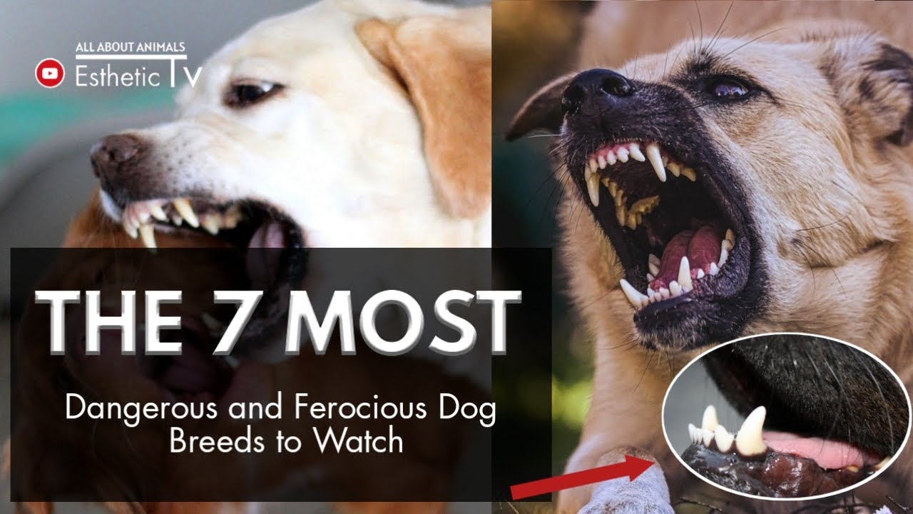 The 7 Most Dangerous and Ferocious Dog Breeds to Watch #animals # ...