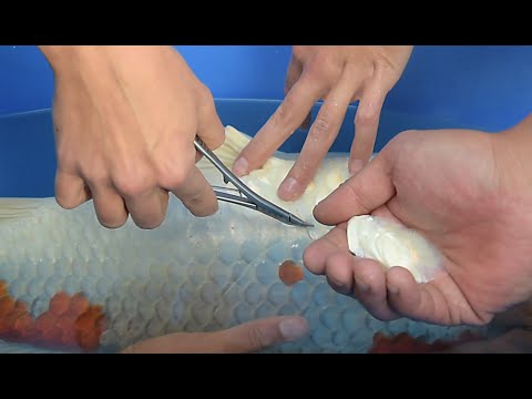 Modern Koi Blog #507 - Live aus Japan: Tumor Operation - YouTube