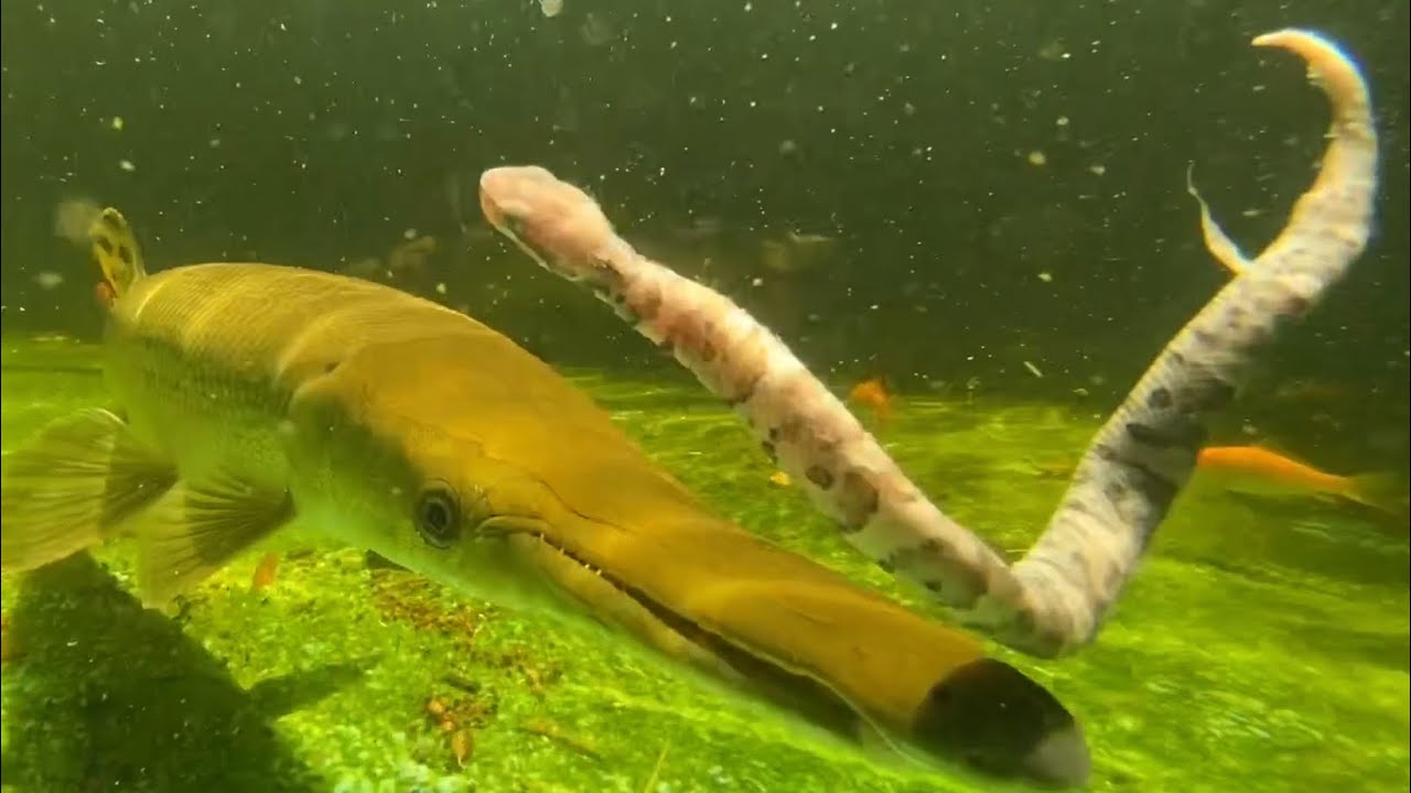 Feeding venomous snakes to my monster fish - YouTube