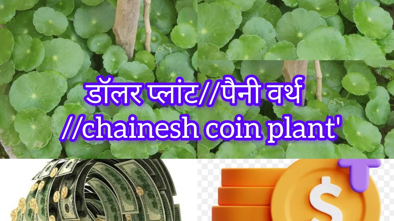 #dollor plant'#chineshe coin #penny wort#dollor weed - YouTube