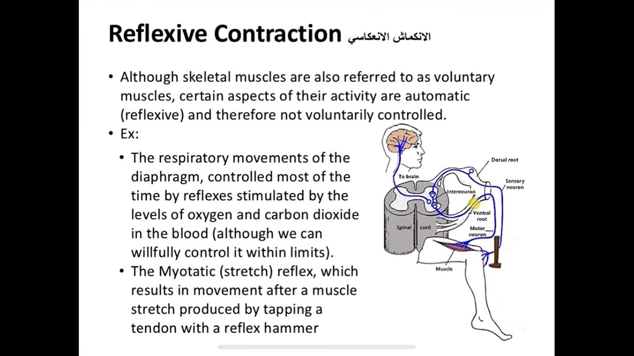 Reflexive contraction (tonic contraction) - شرح بالعربي - YouTube