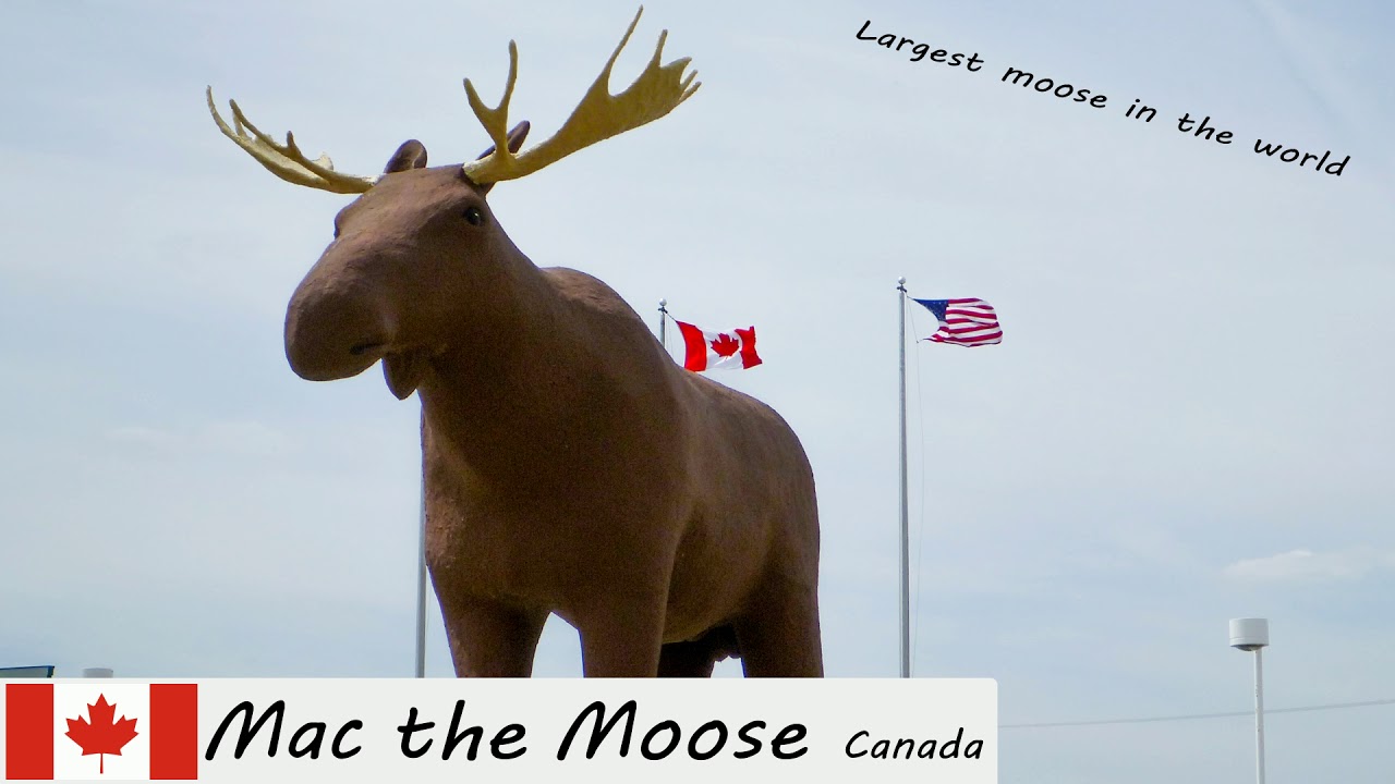 Canada Mac the Moose Text - YouTube