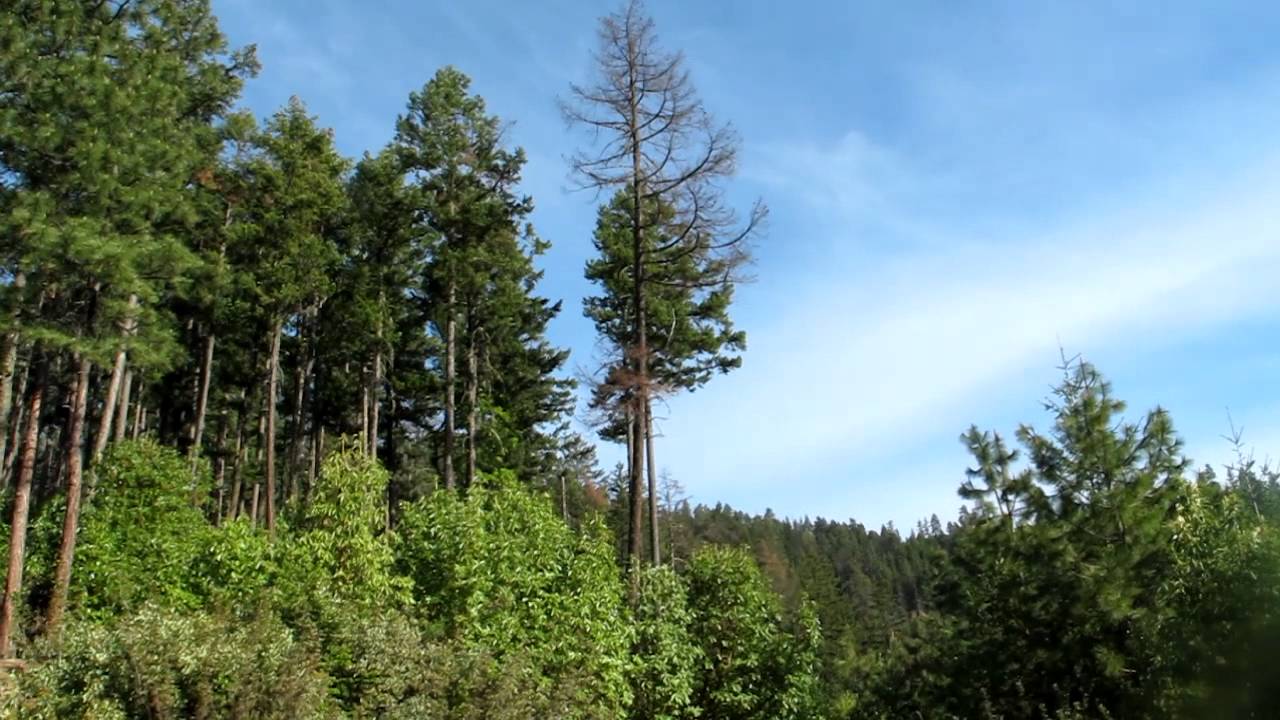 Crazy tree fall - YouTube