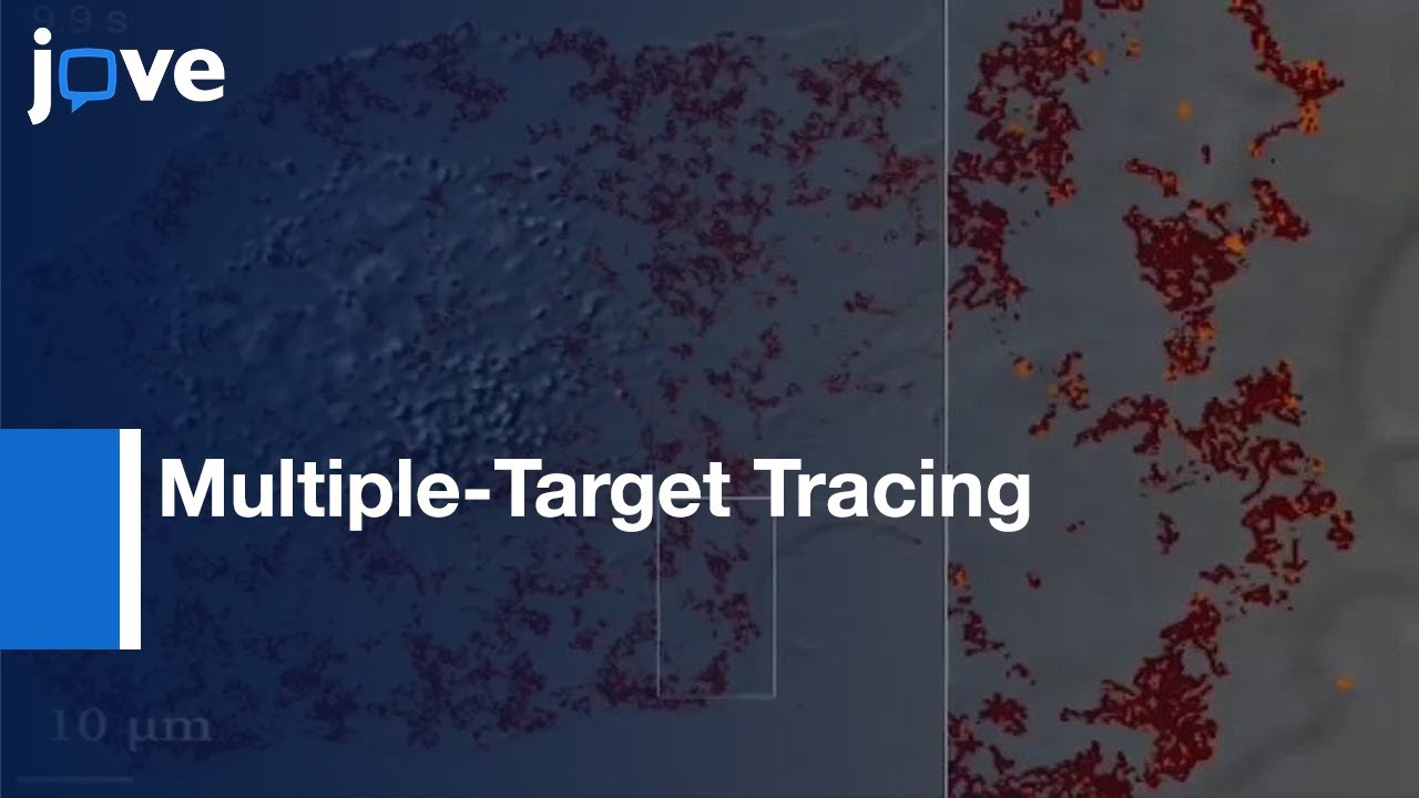 Mapping Molecular Diffusion In Plasma Membrane By Multiple-Target ...