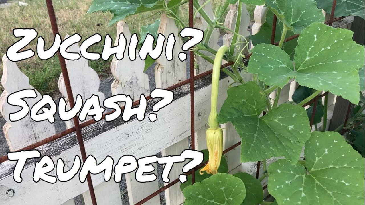 Tromboncino, Rampicante, Zucchino, Vertical gardening - YouTube