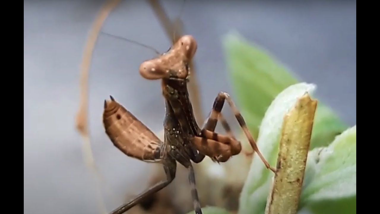 INSETO LOUVA-A-DEUS MARROM. - YouTube