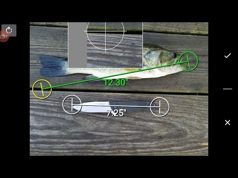 Vid explaining how to measure & weigh your fish - YouTube
