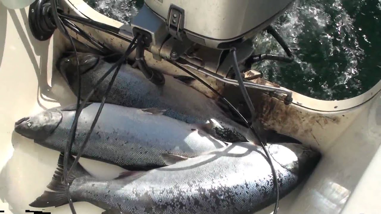Salmon Fishing in Bella Bella, B.C. - YouTube
