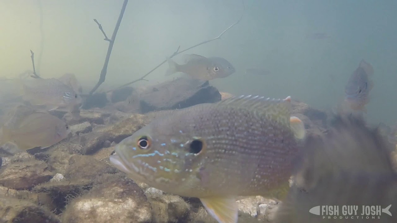 Green Sunfish Nest Defense - YouTube