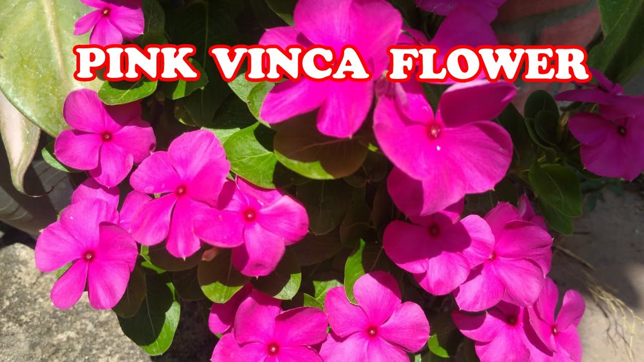 PINK VINCA FLOWER | මිනී මල් - YouTube