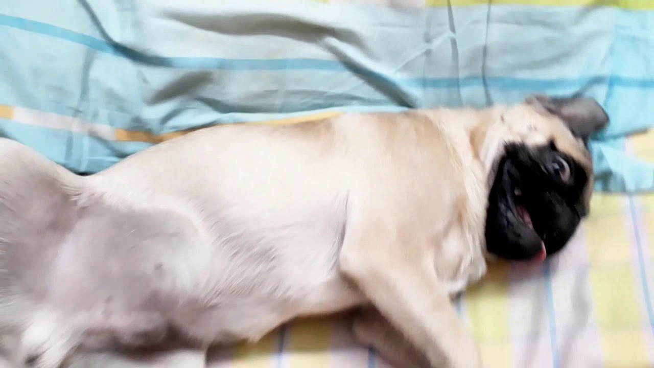 MEET THE MOST ENERGETIC PUG - YouTube