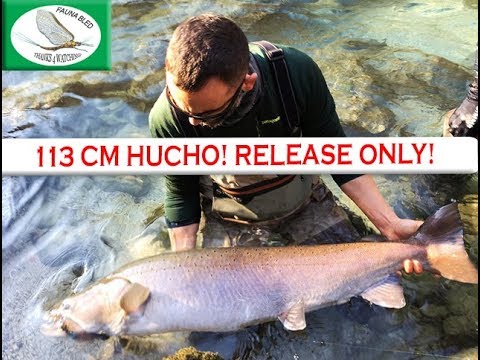 HUGE HUCHO Fishing - How to RELEASE Hucho?