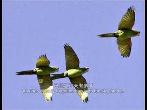 Killing Parrots Softly - YouTube