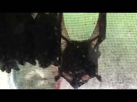 BatCam Bats Giving Birth! - YouTube