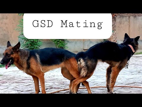 German Shepherd Natural Mating | Home Breed GSD Punjab Pakistan - YouTube