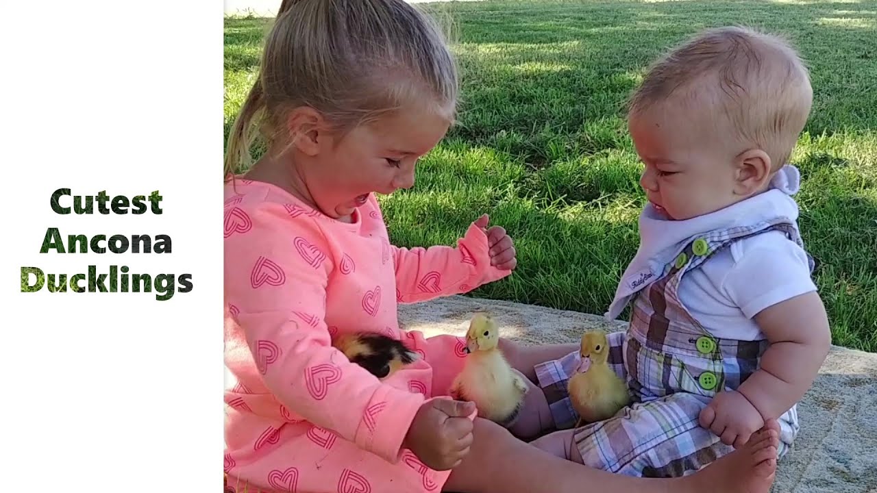 Cute ANCONA Ducklings! Raising RARE, Dual-Purpose, PASTURE RAISED Ducks ...