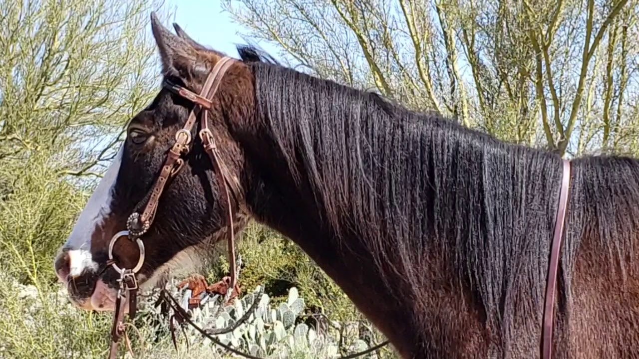Chex at the Good Shepherd Ranch - YouTube