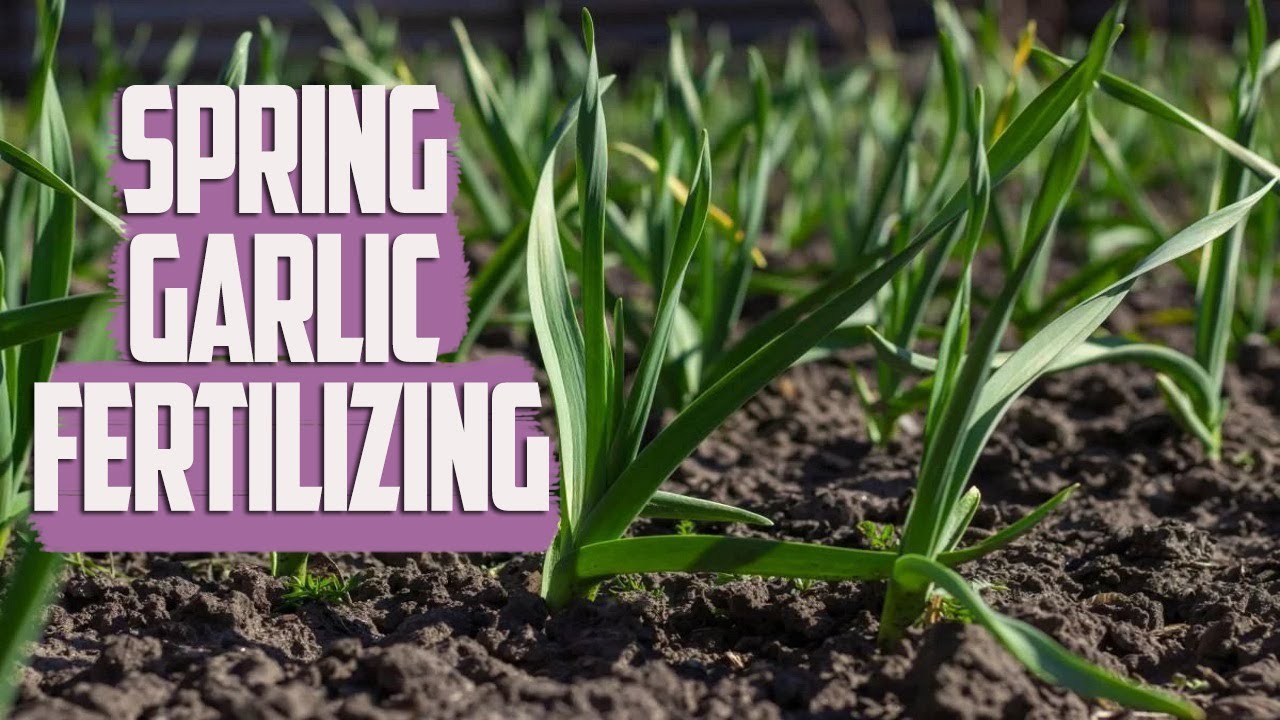 Best Garlic Fertilizing In Spring - How To Avoid Yellowing Of Garlic ...