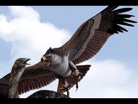 The Haast's Eagle - YouTube