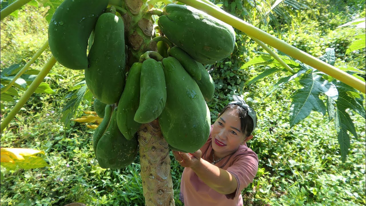Papaya Stir Fry With Pork Shrimp - Papaya Cooking - Simple Life Cooking ...