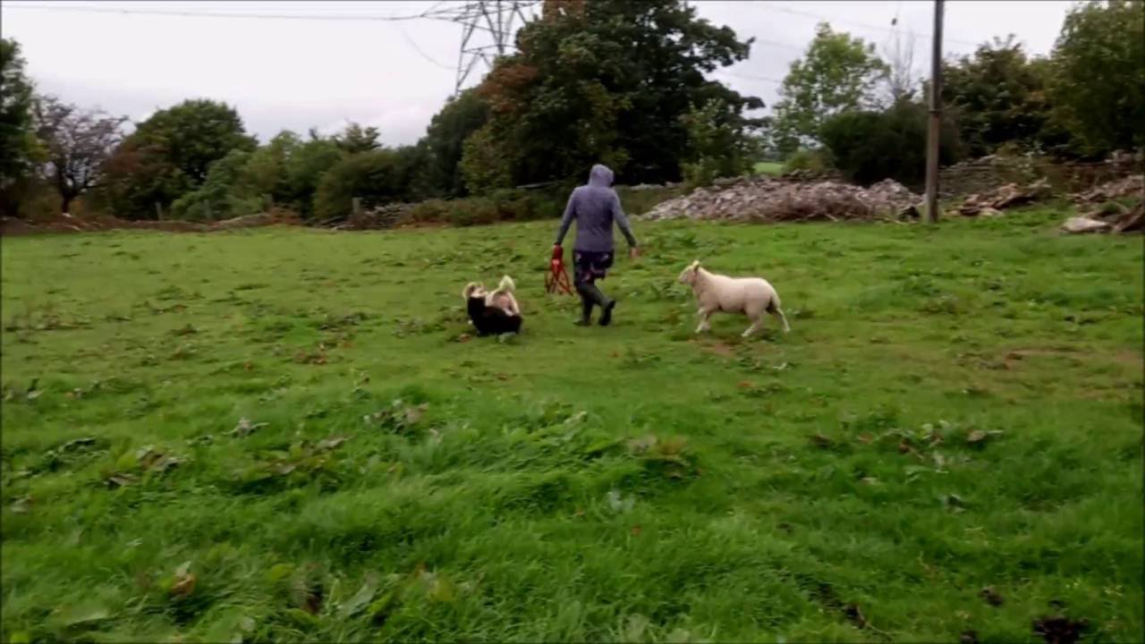 Cute Lamb Montage - YouTube