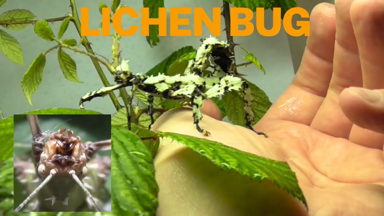 unusual beauty Handling LICHEN BUG (Extatosoma tiaratum) - YouTube