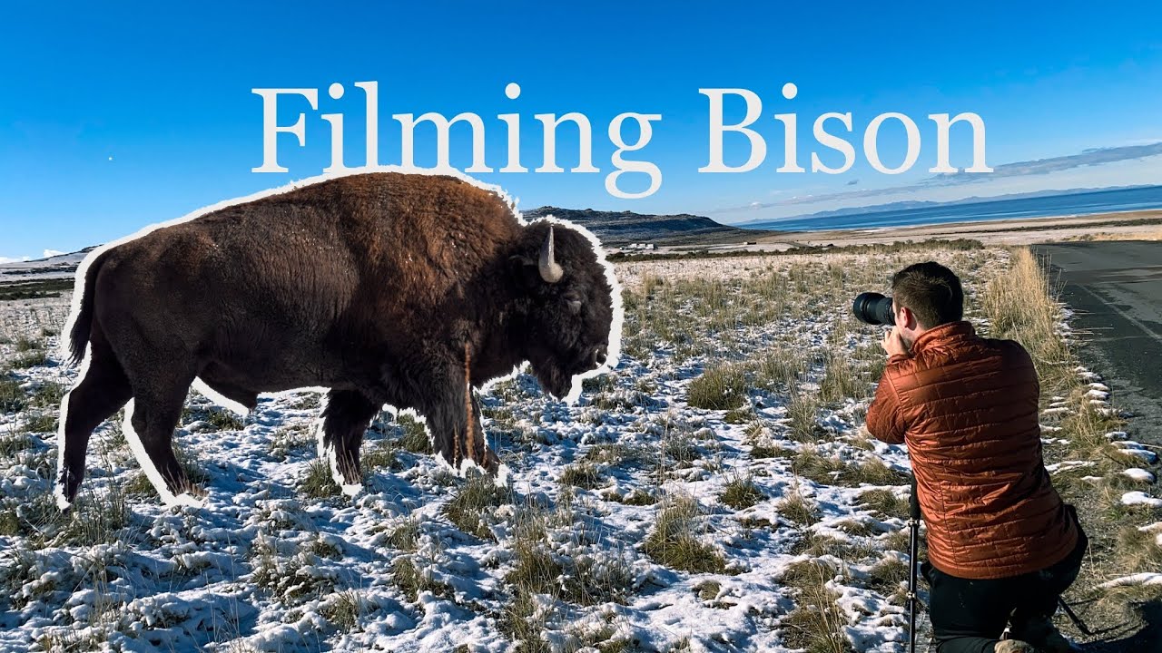 Photographing BISON in Utah?!?! - YouTube