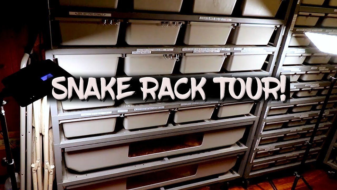 See the snakes in my rack! - YouTube