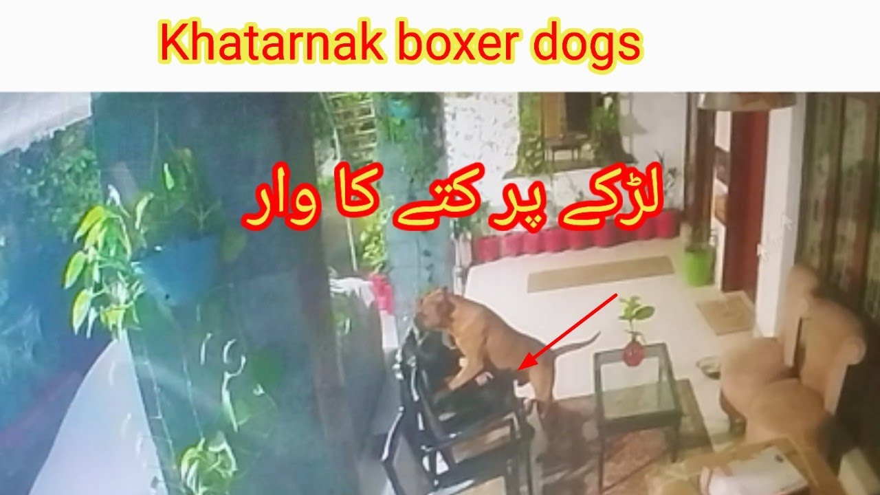 Boxer Dog Ka Bacche Per Attack/Khatarnak dog boxer/ - YouTube