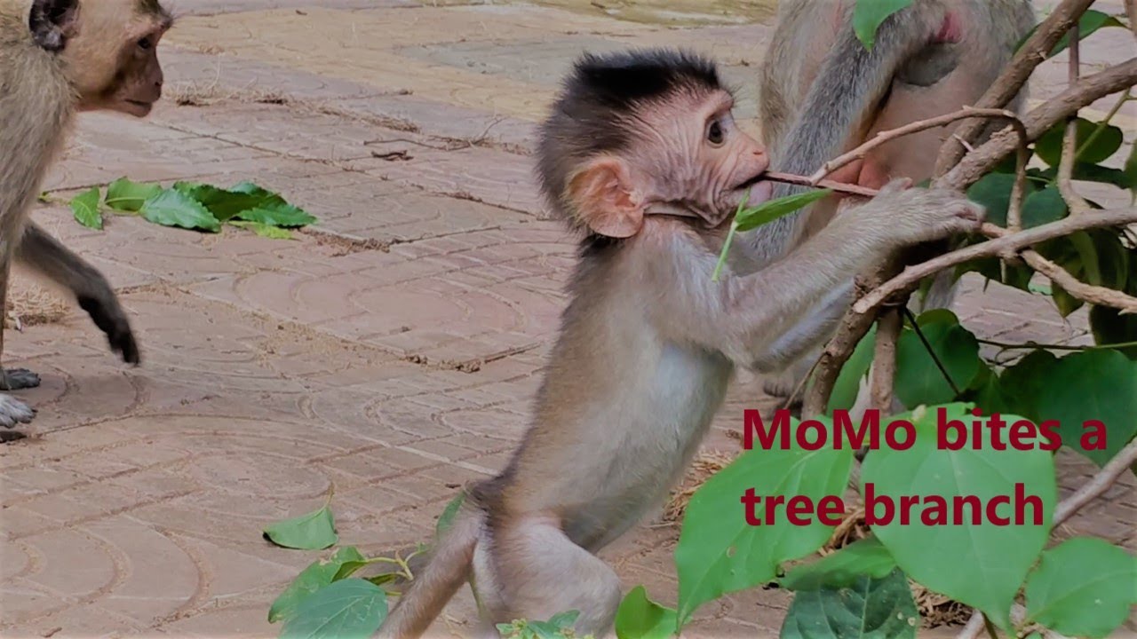 MoMo monkey are always stubborn, do not listen to their mother - YouTube