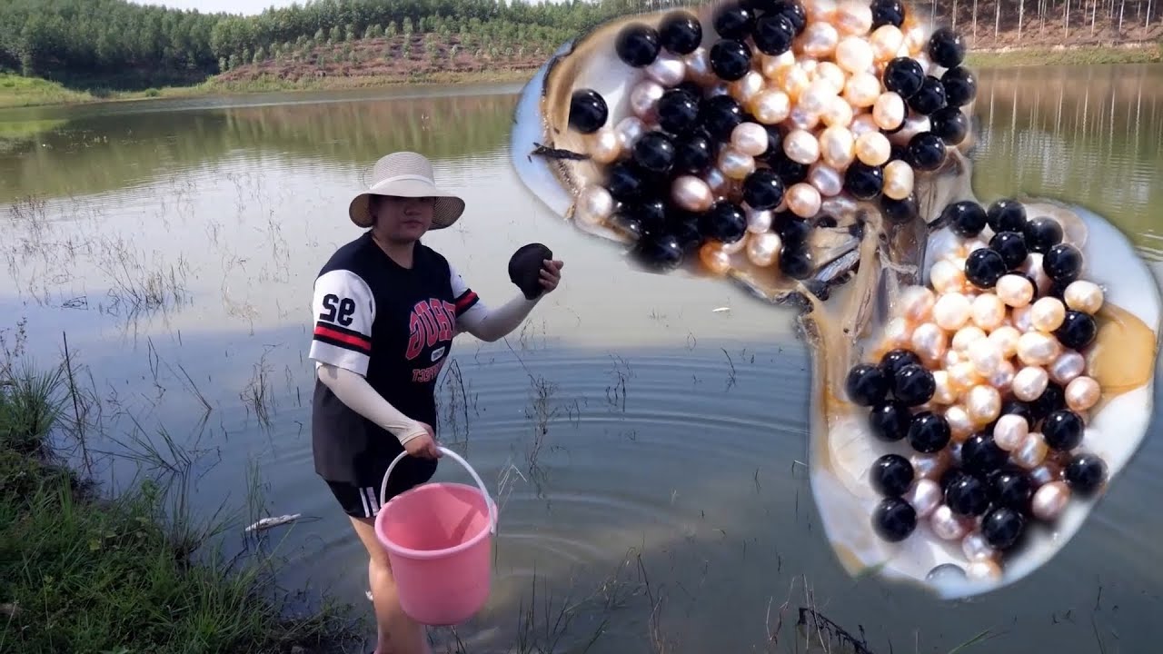 So wonderful Black Pearls! Ugly shellfish on the edge of a swamp grow ...