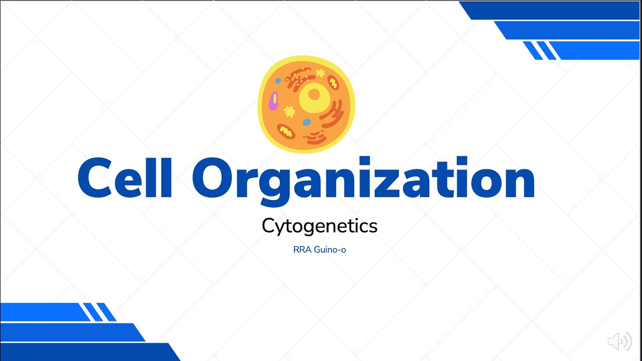 Cell Organization | Organelles | Model Organisms - YouTube