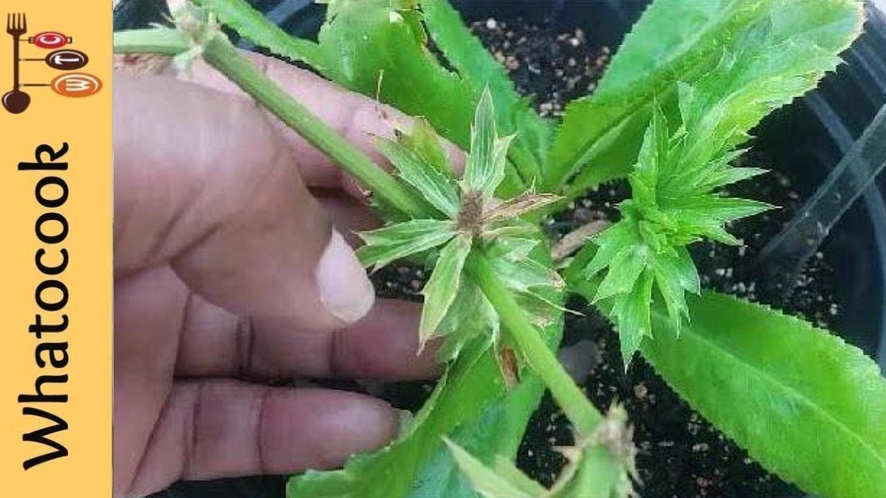 How I Transplant My Shado Beni (Culantro) aka Recao Plant | Meet My ...