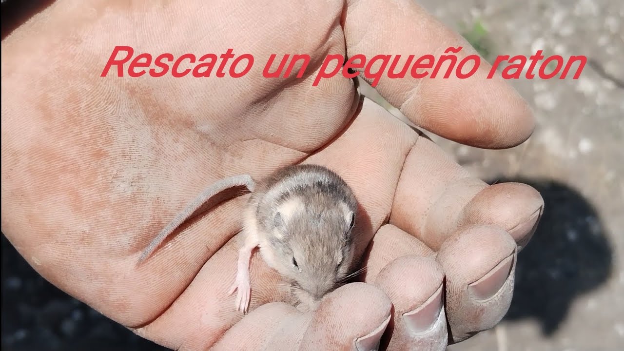 rescato un pequeño raton de monte cayó en un oyó de la obra - YouTube